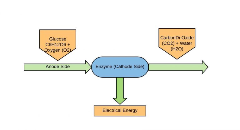 What is a Bio-Battery - Working Principle, Types, Applications & Potential