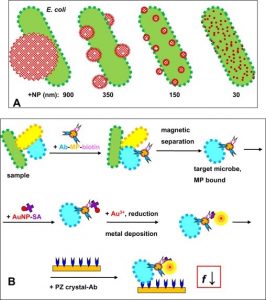 Biosensor - Principle, Components, Types & Their Applications