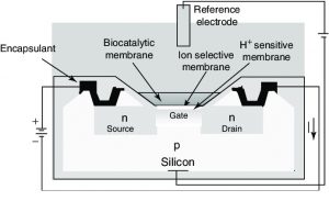 Biosensor - Principle, Components, Types & Their Applications
